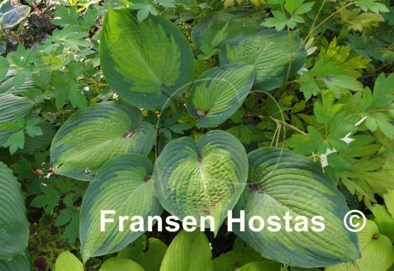 Hosta Margie's Angel - Fransen Hostas